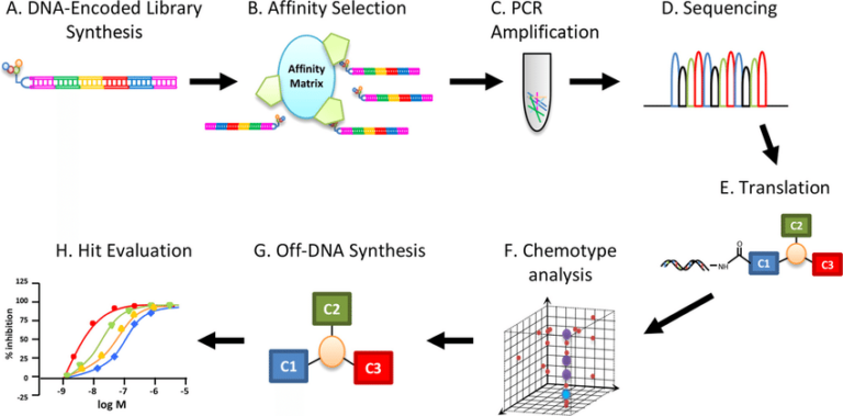 An Overview Of DNA Encoded Library Technology - Techyv.com