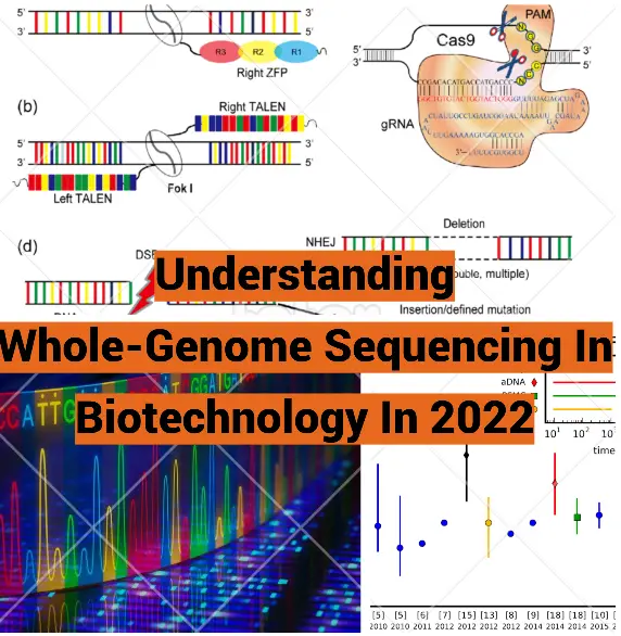 Understanding Whole-Genome Sequencing In Biotechnology In 2022 - Techyv.com Understanding Whole-Genome Sequencing In Biotechnology In 2022 - Techyv.com