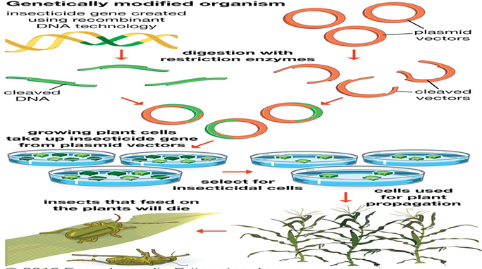 What Are The Potential Aspects Of Genetic Engineering In 2022? - Techyv.com