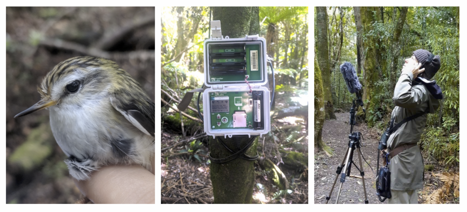 Top 10 Technological Innovation For Wildlife Conservation - Techyv.com