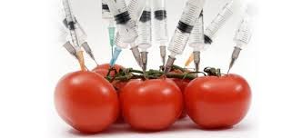 Knowing About Genetically Modified Foods - Techyv.com